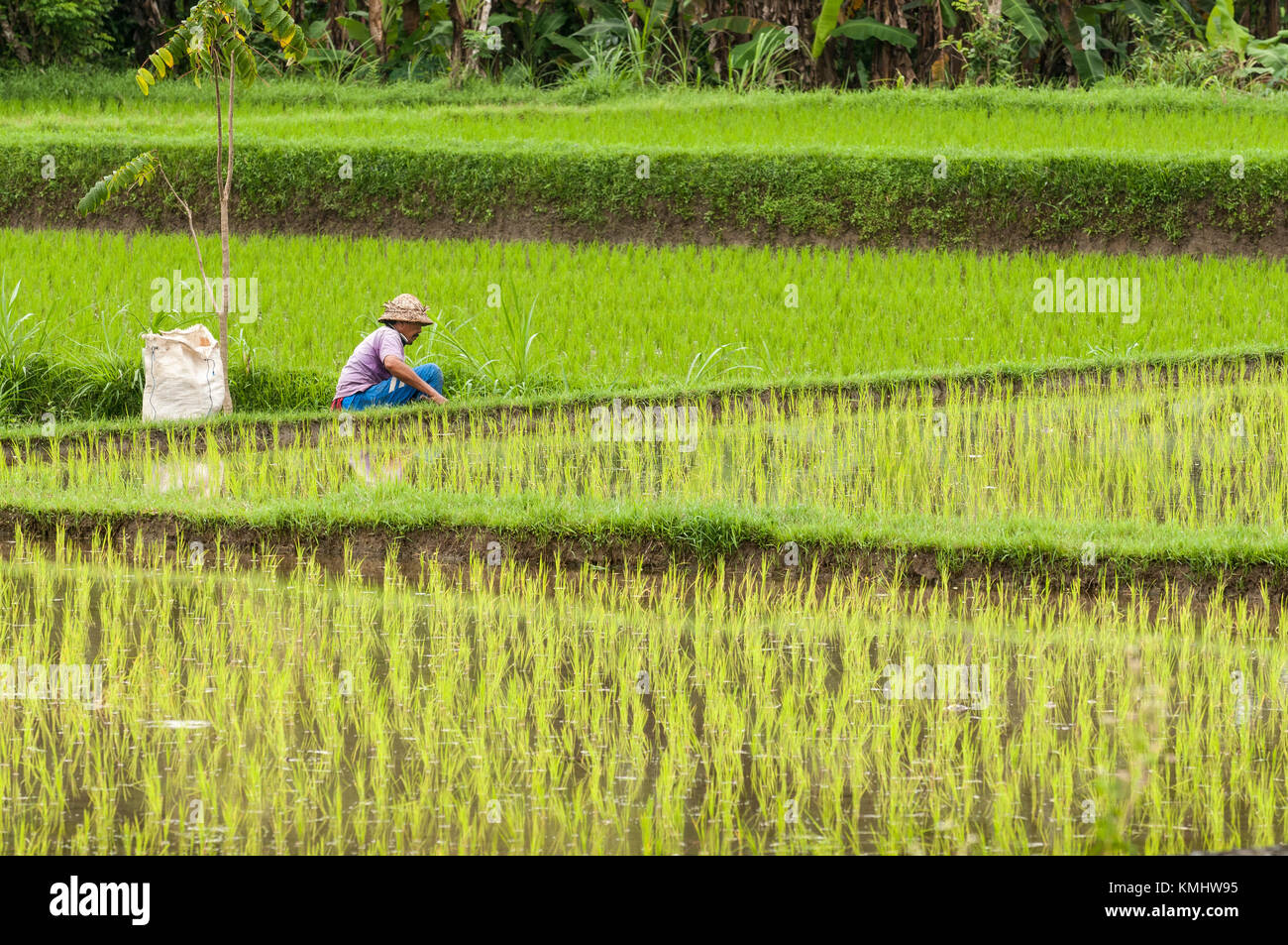 Paddy field rice farming terraces hi-res stock photography and images ...