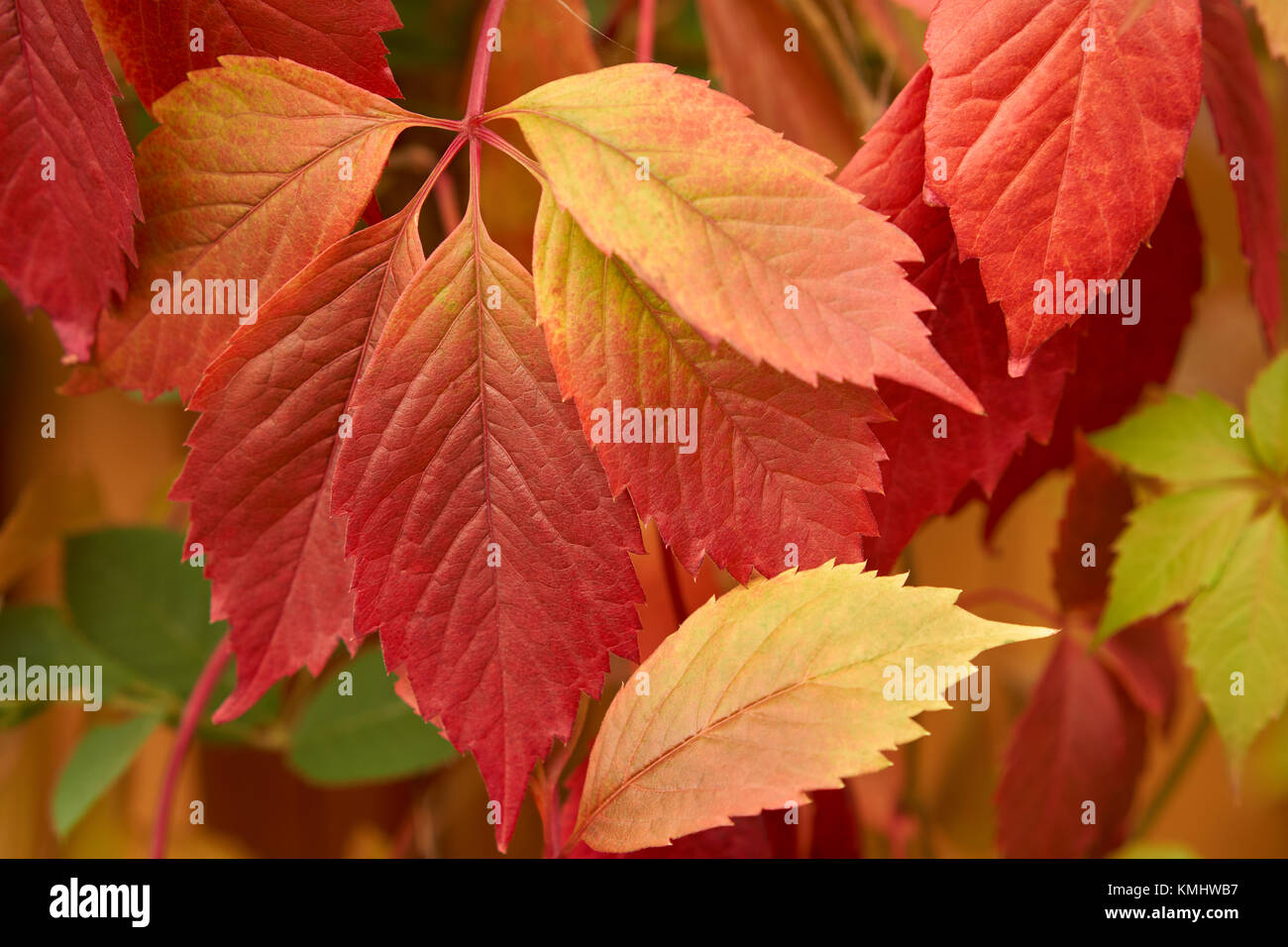 Beautiful red leaves of wild climbing vines in fall Stock Photo - Alamy