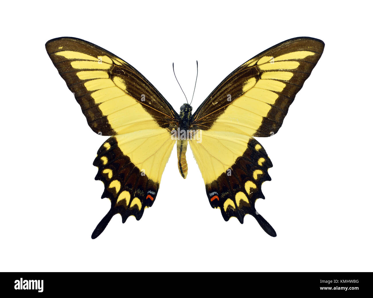 Beautiful colorful Papilio Lycophron butterfly isolated on white ...