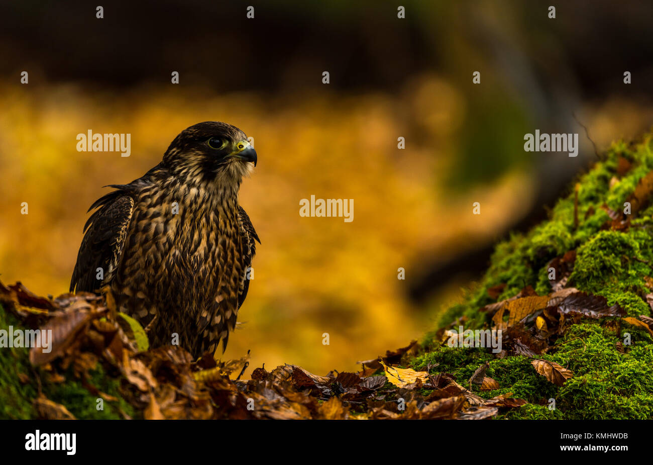 A peregrine Falcon on grounds of a forest during autumn Stock Photo - Alamy
