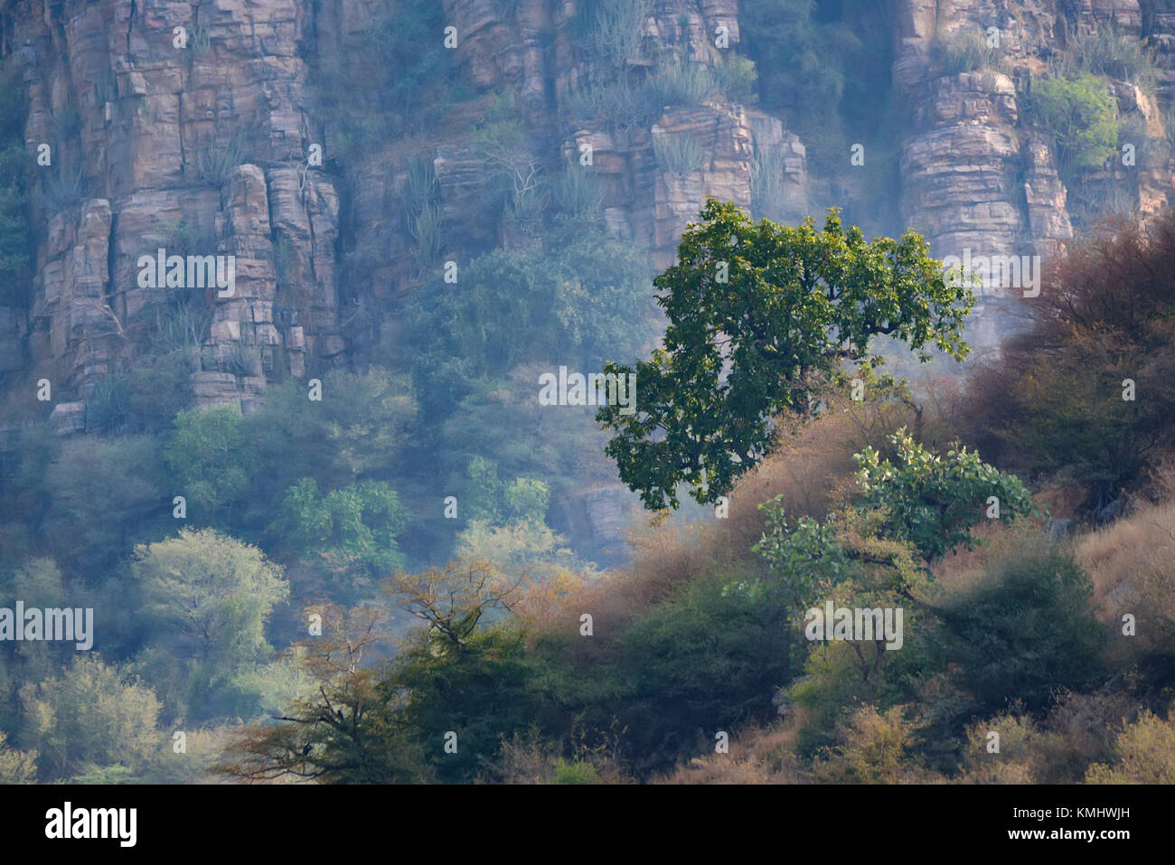 Landscape of Ranthambore, India. Lonely tree Stock Photo - Alamy