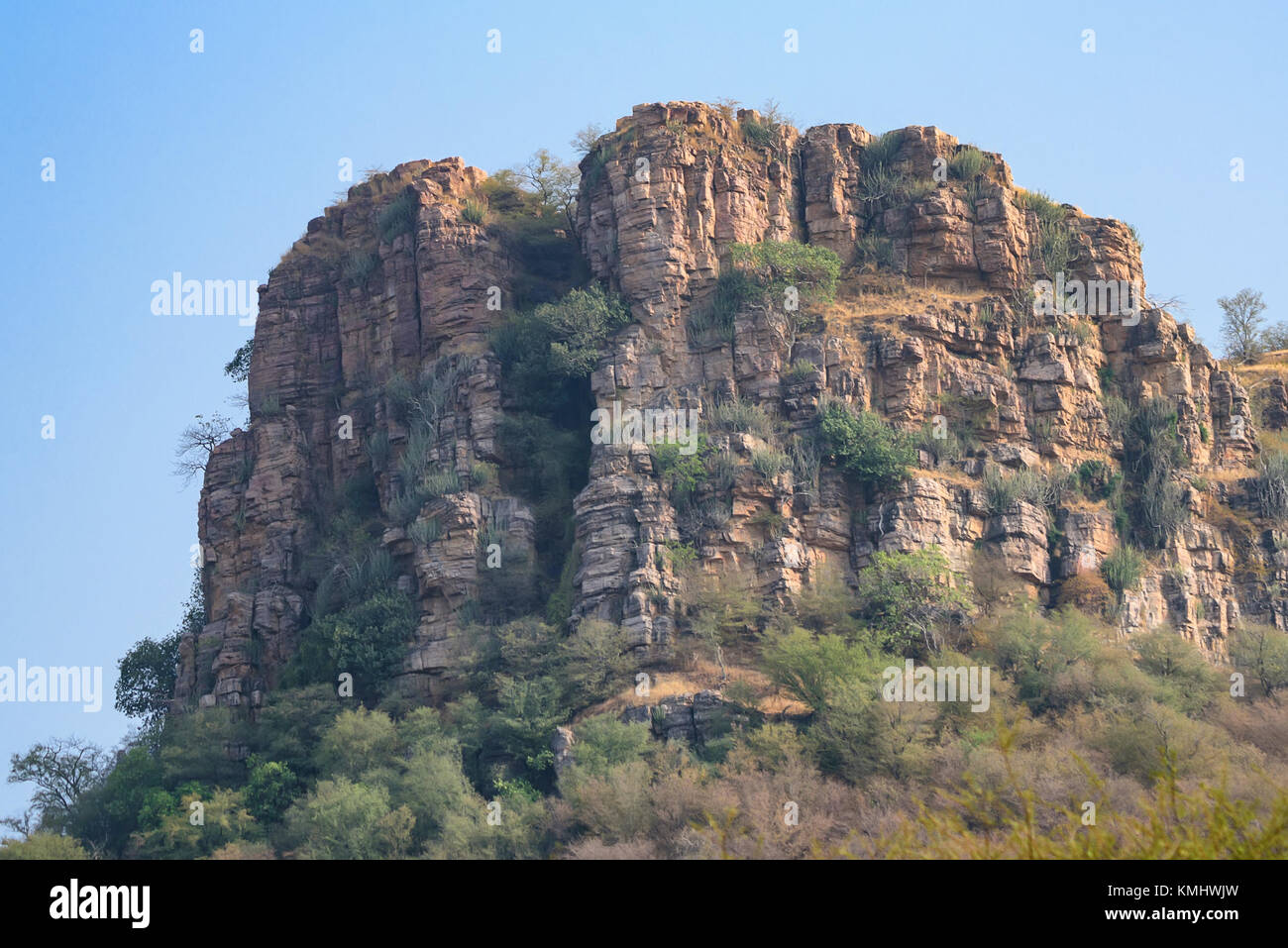 Landscape of Ranthambore, India. Lonely tree Stock Photo - Alamy