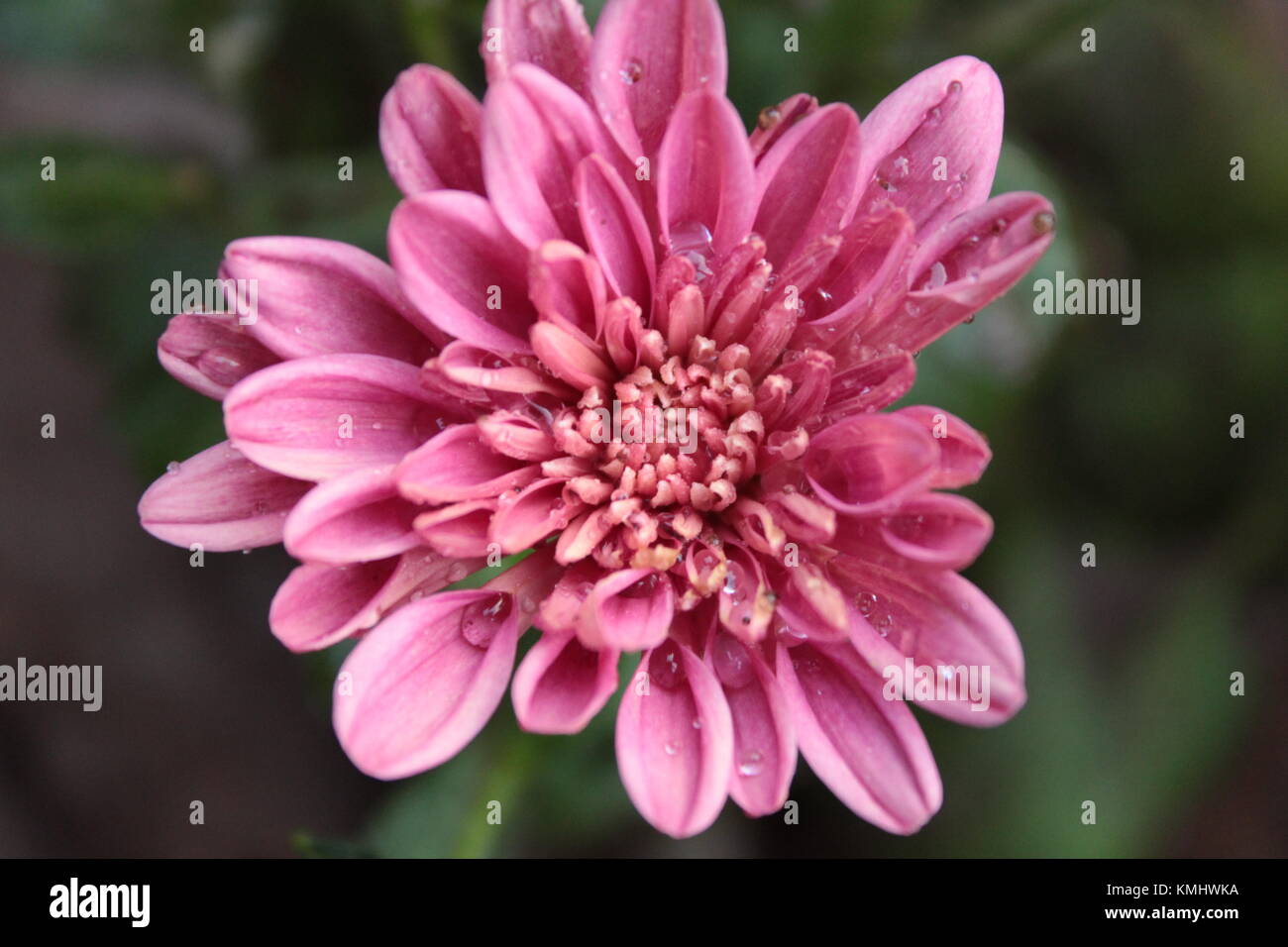Pretty mums hi-res stock photography and images - Alamy