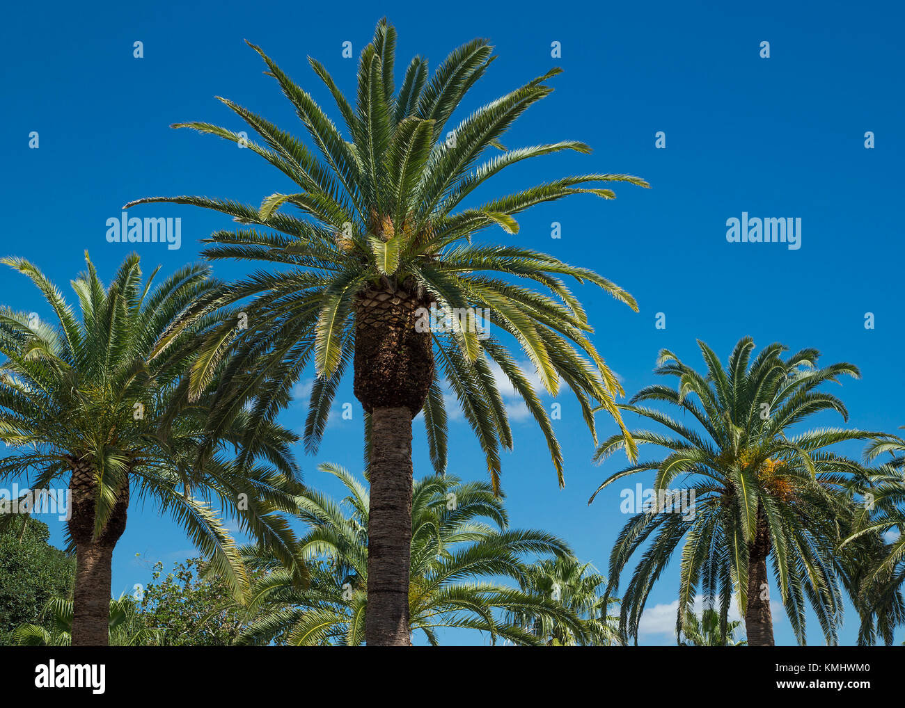 Multiple Palm Trees High Resolution Stock Photography and Images - Alamy