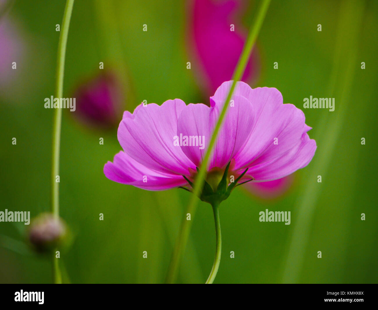 the cosmos flower in the garden field on beautiful sunny day Stock ...