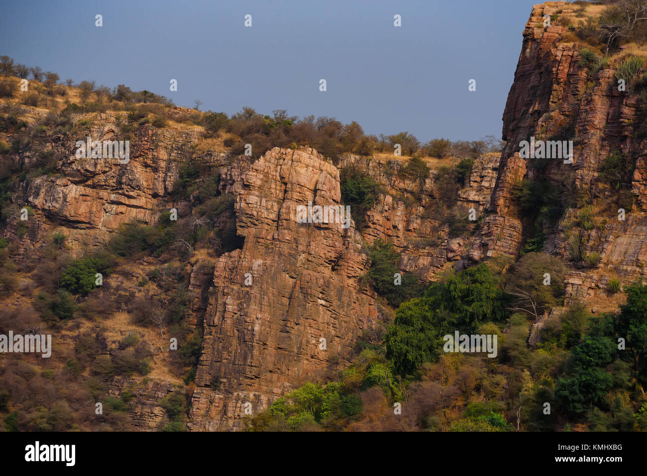 Landscape of Ranthambore, India. Lonely tree Stock Photo - Alamy