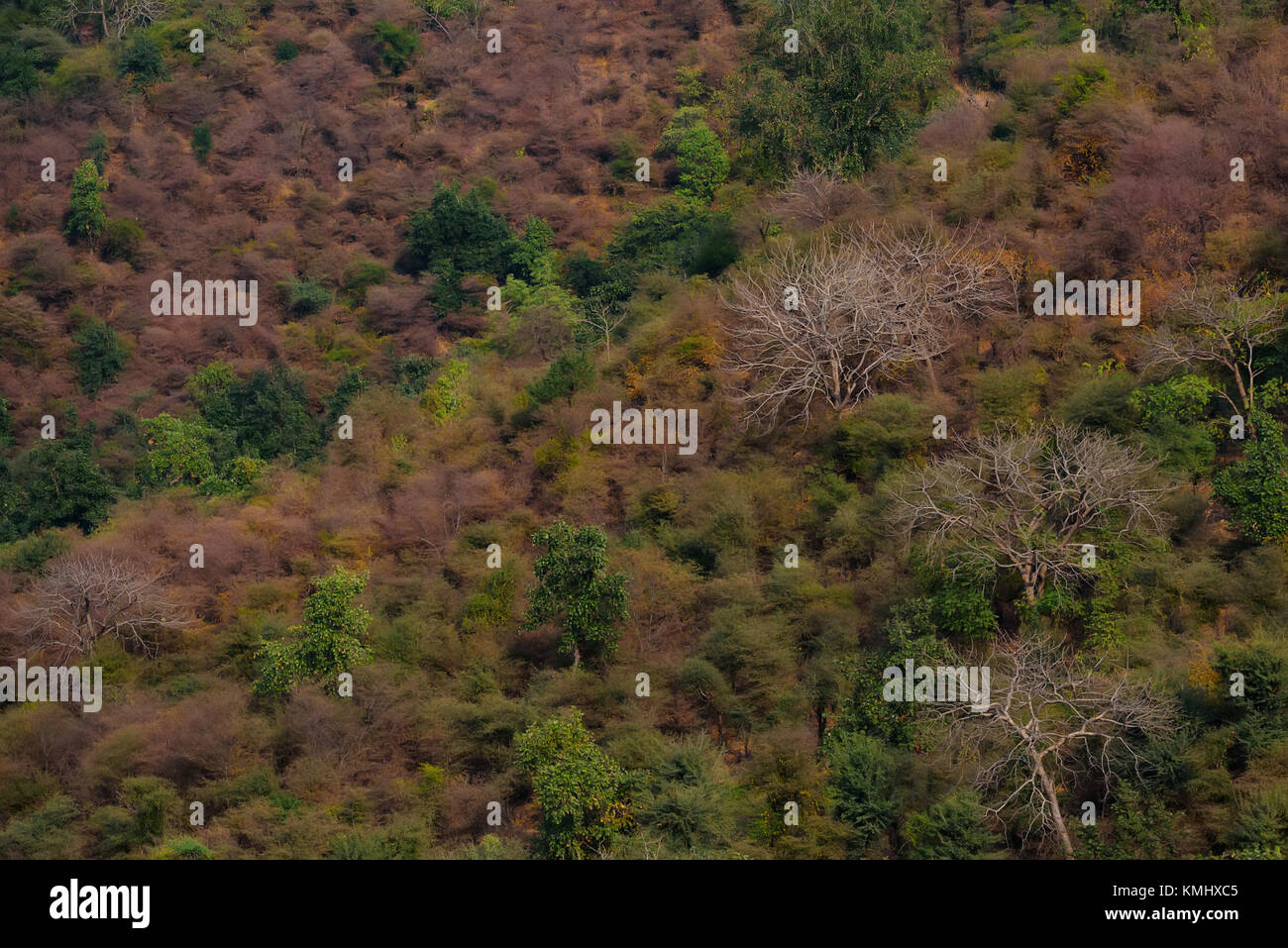 Landscape of Ranthambore, India. Dry forest Stock Photo - Alamy