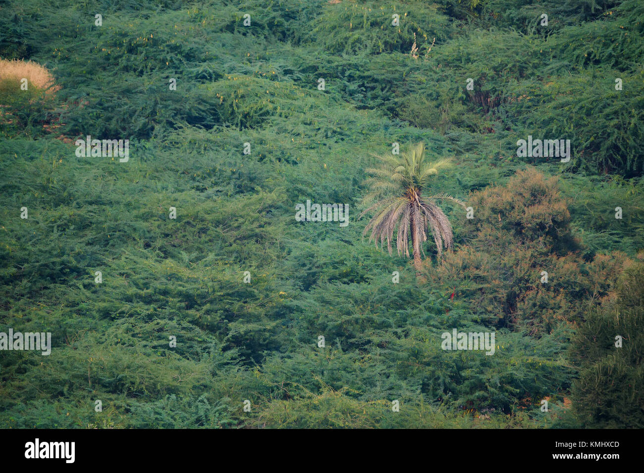 Landscape of Ranthambore, India. Dry forest Stock Photo - Alamy
