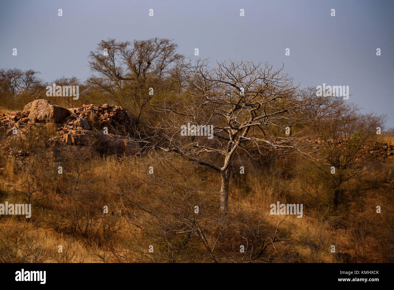 Landscape of Ranthambore, India. Dry forest Stock Photo - Alamy