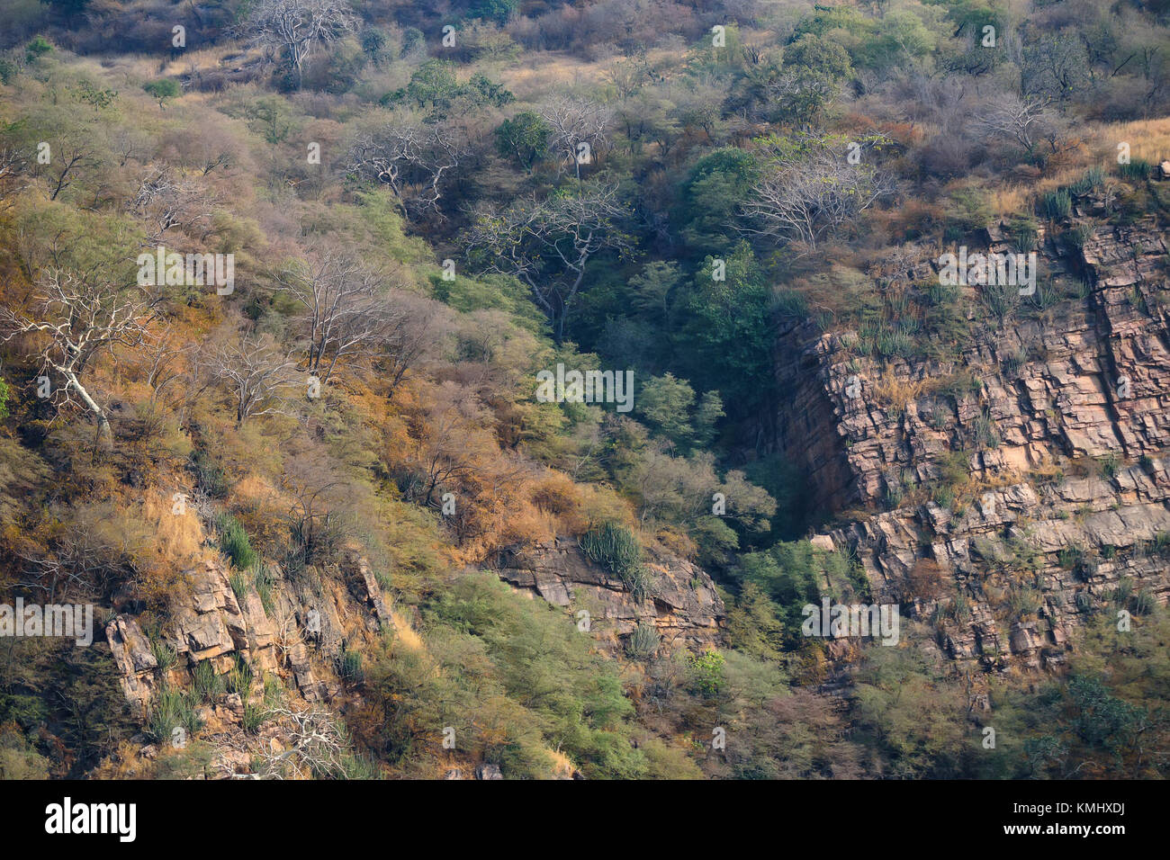 Landscape of Ranthambore, India. Lonely tree Stock Photo - Alamy