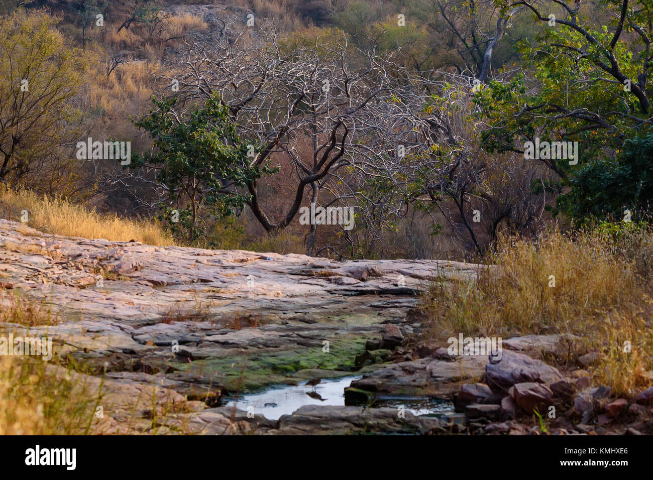 Landscape of Ranthambore, India. Dry forest Stock Photo - Alamy