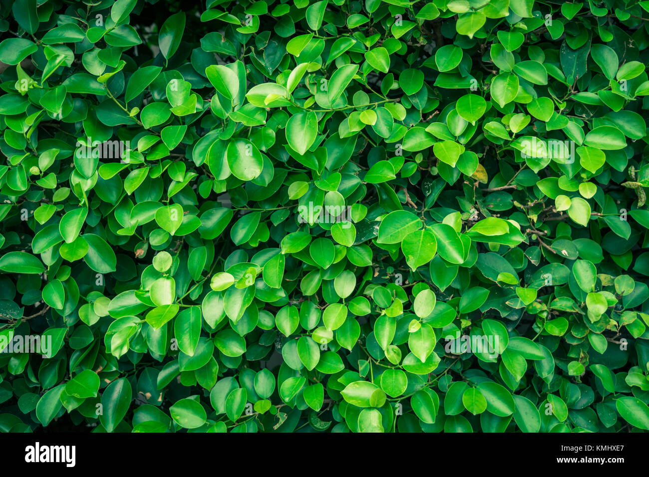 Background comprised of small green leaves Stock Photo - Alamy