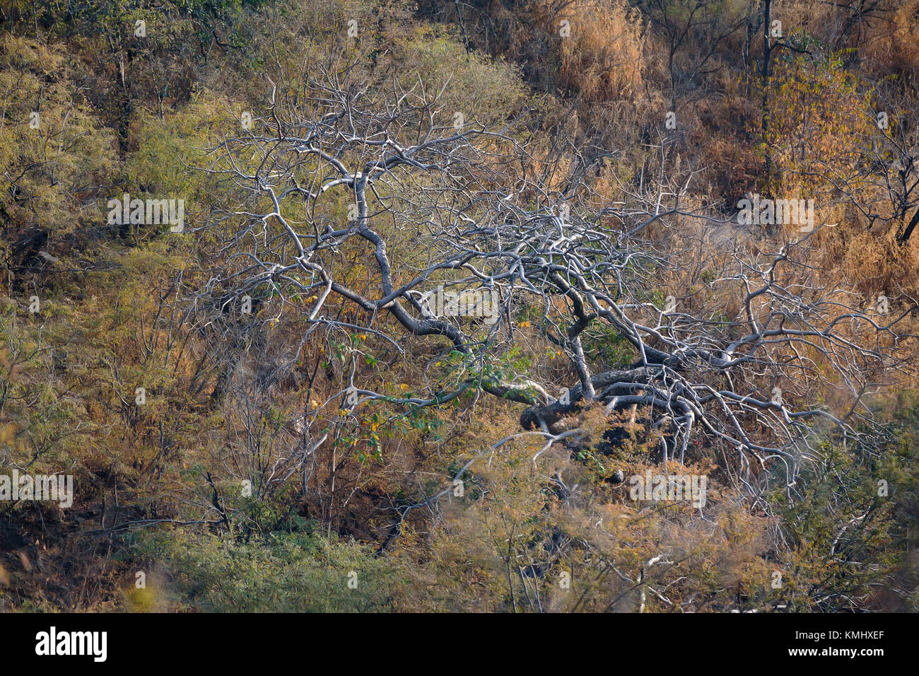 Landscape of Ranthambore, India. Dry forest Stock Photo - Alamy