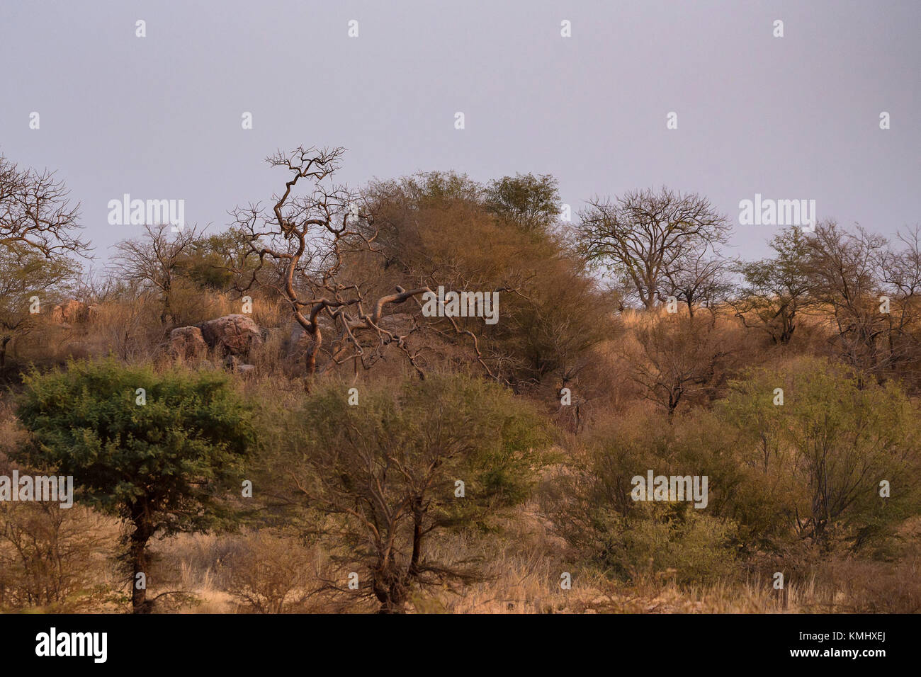 Landscape of Ranthambore, India. Dry forest Stock Photo - Alamy