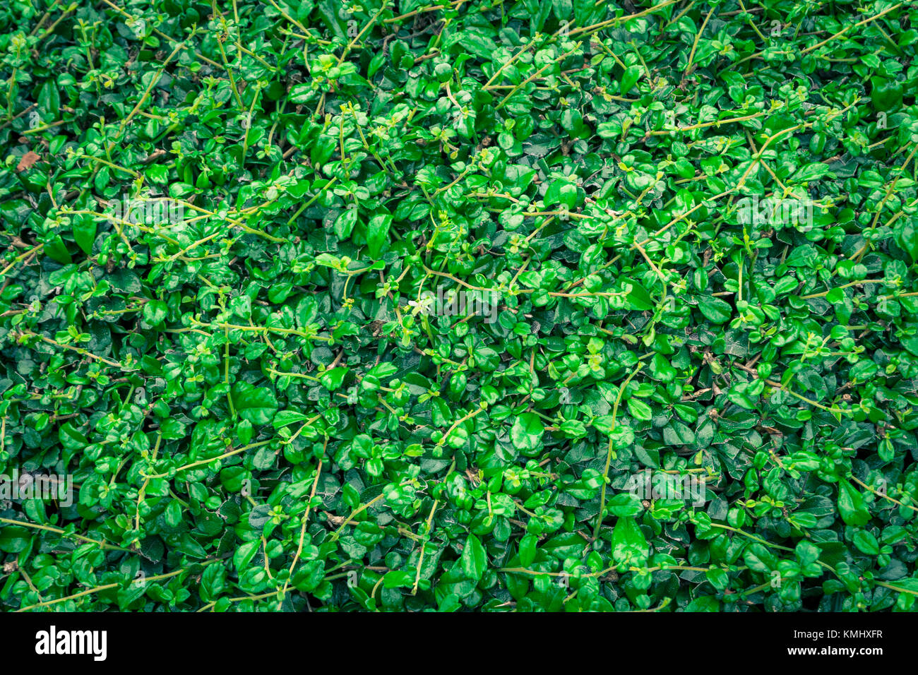 Background comprised of small green leaves Stock Photo - Alamy