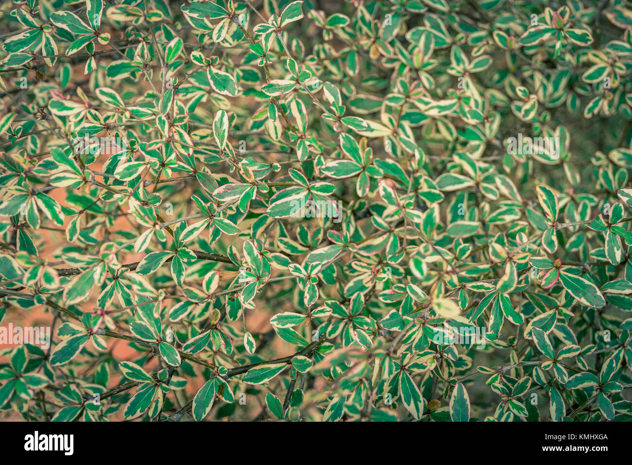Small green leaves lit hi-res stock photography and images - Alamy