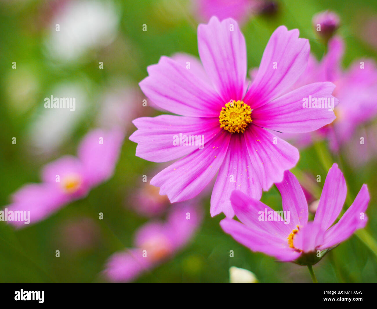 Kosmos flower hi-res stock photography and images - Alamy