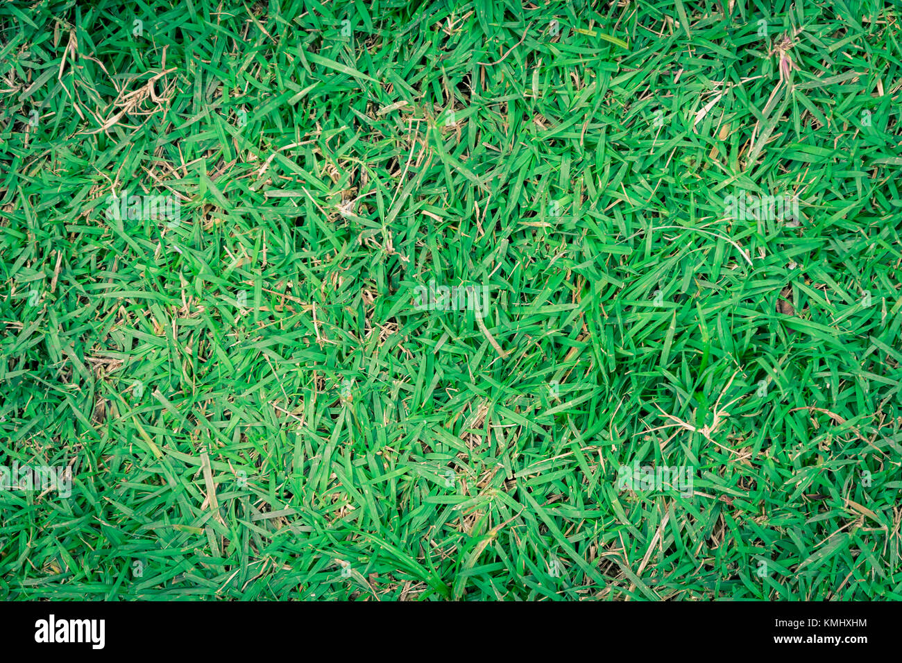 Close up of green grass texture Stock Photo - Alamy