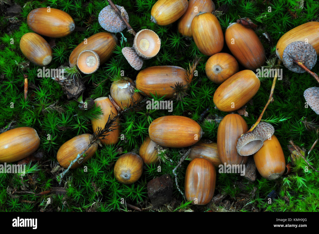 English oak acorns Stock Photo - Alamy