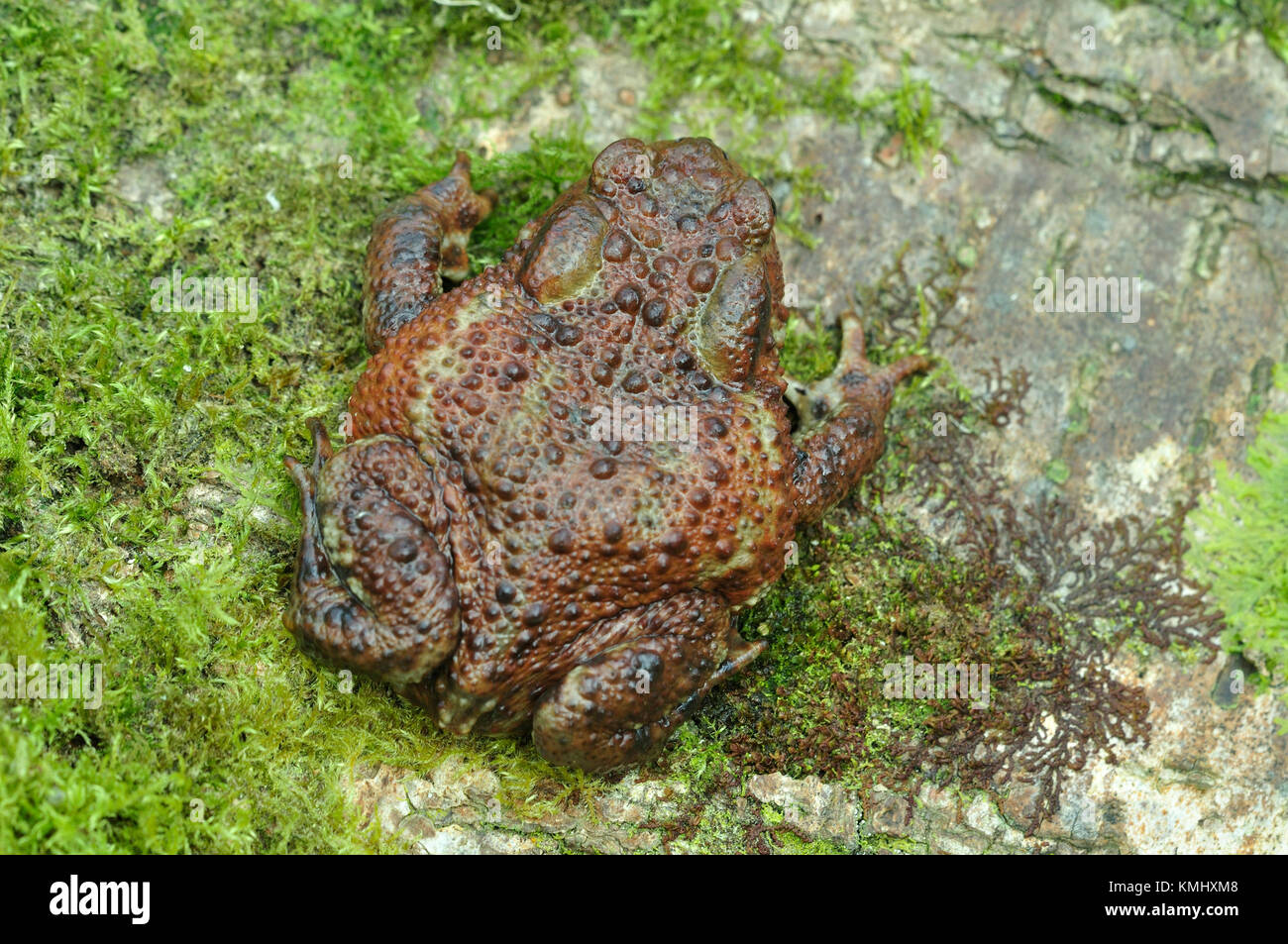 Adult male common toad. Dorset, UK Stock Photo - Alamy