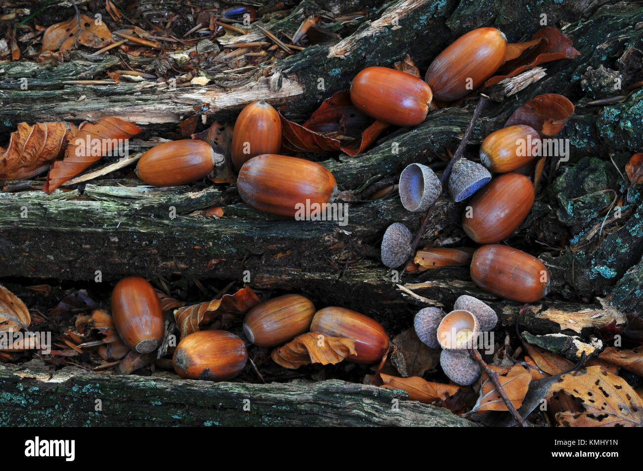 English oak acorns Stock Photo - Alamy