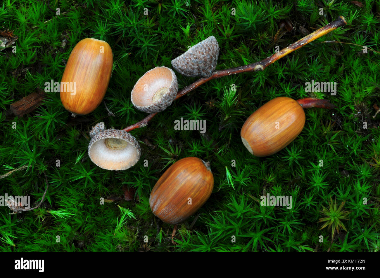 English oak acorns Stock Photo - Alamy