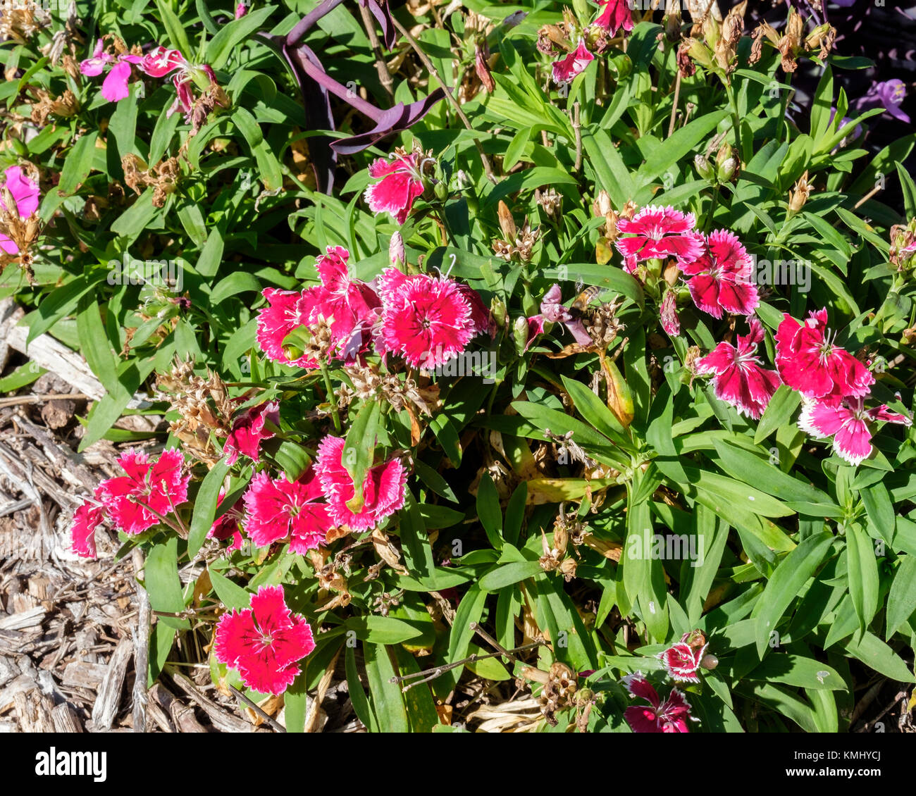 Dianthus flowers hi-res stock photography and images - Alamy