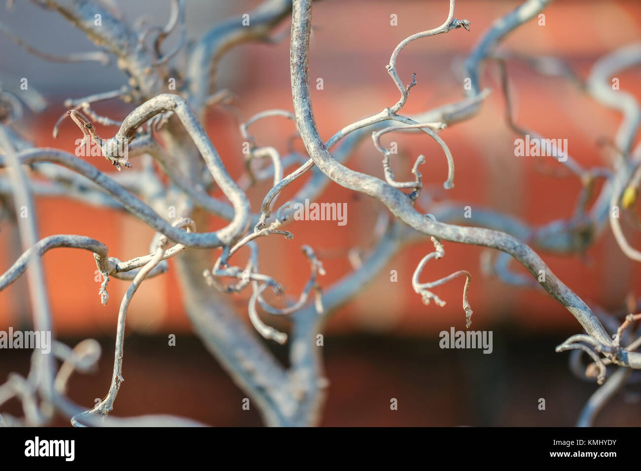Contorted hazel hi-res stock photography and images - Alamy