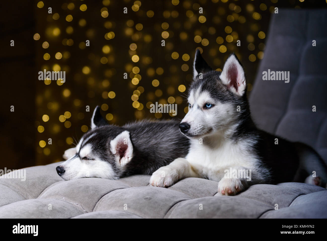 two beautiful husky puppies in the New Year's atmosphere Stock Photo ...