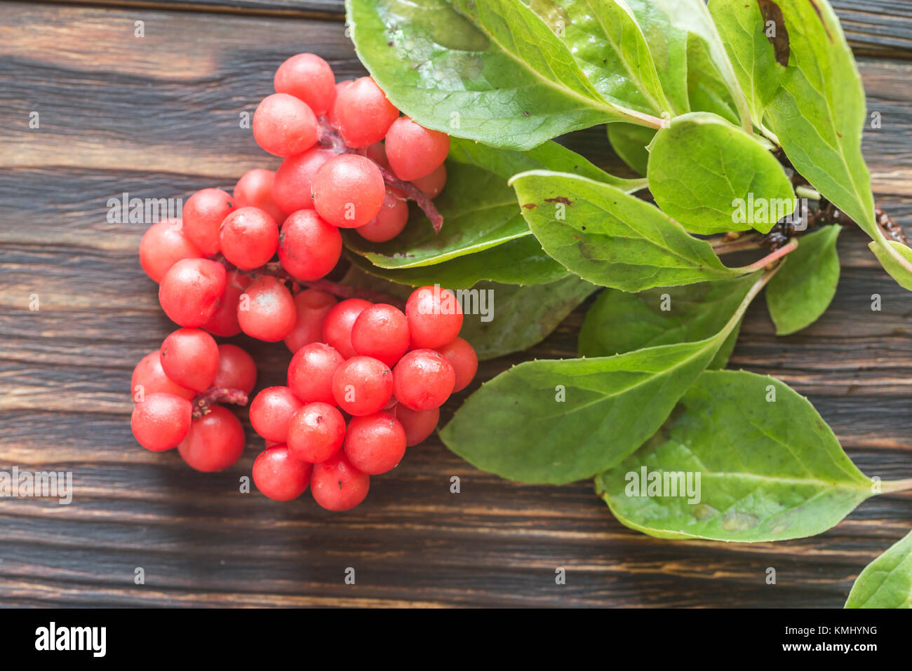Magnolia vine schisandra chinensis hi-res stock photography and images ...