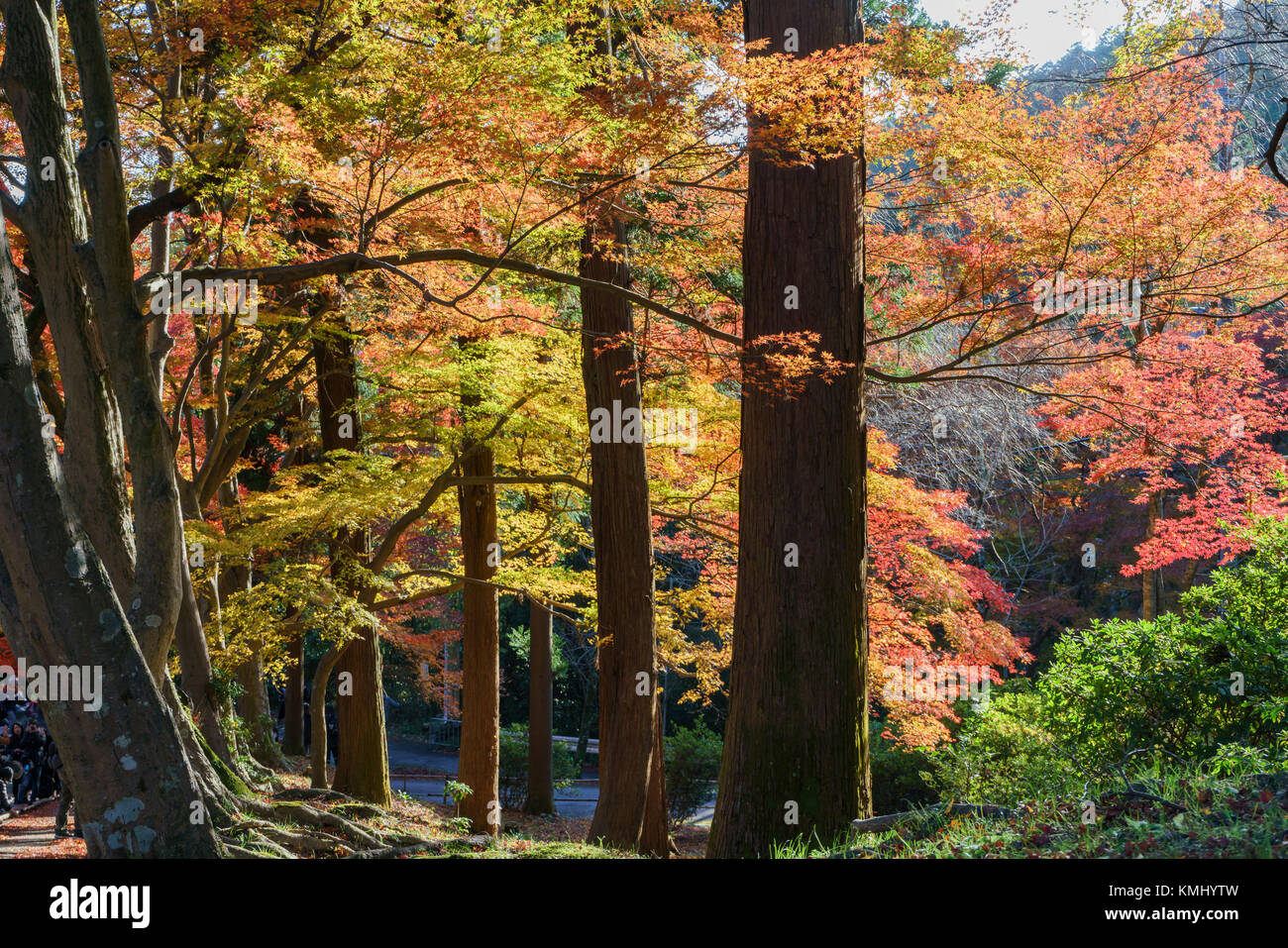 Beautiful fall color and Bishamondo at Kyoto, Japan Stock Photo - Alamy