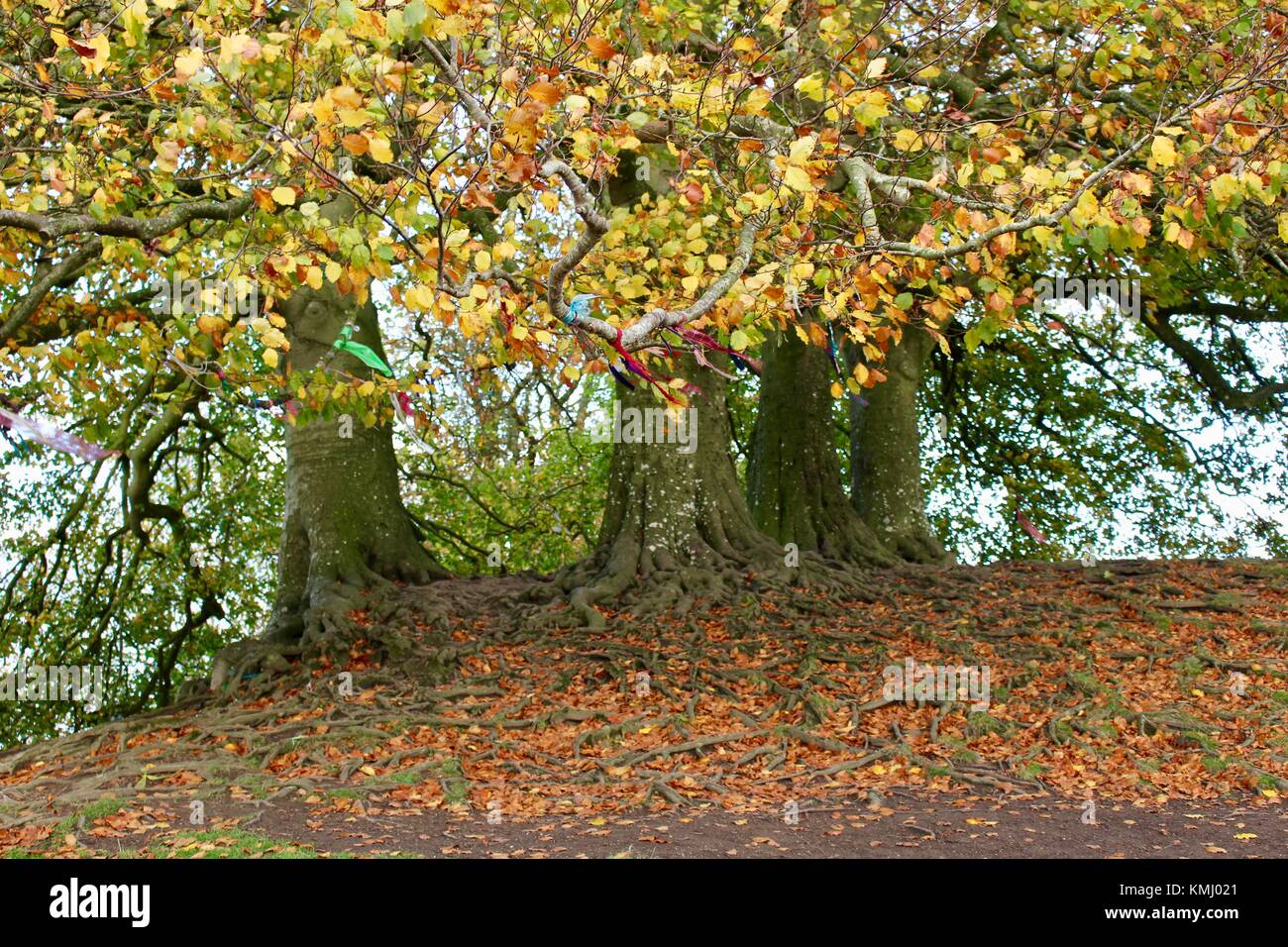 The wishing tree in Avebury Wiltshire England Stock Photo - Alamy
