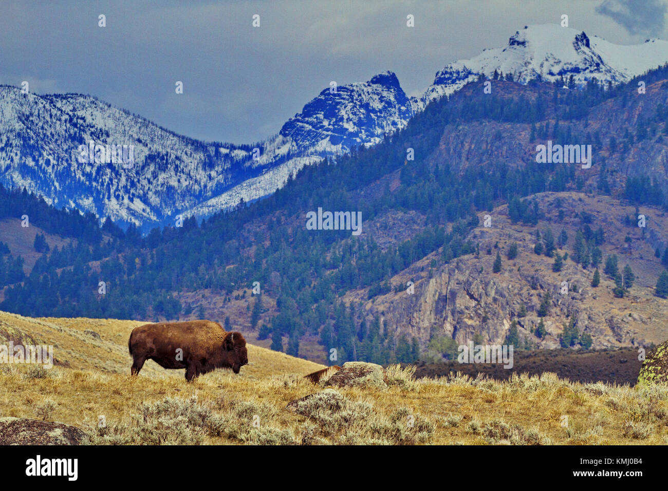 Bison loop road hi-res stock photography and images - Alamy