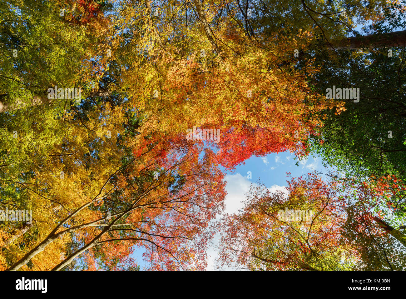 Beautiful fall color and Bishamondo at Kyoto, Japan Stock Photo - Alamy