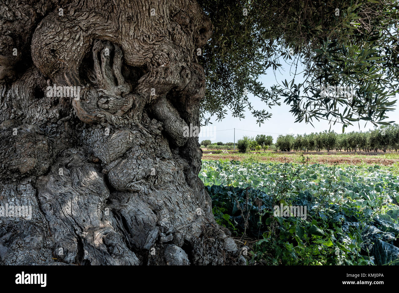Hundred year old tree hi-res stock photography and images - Alamy