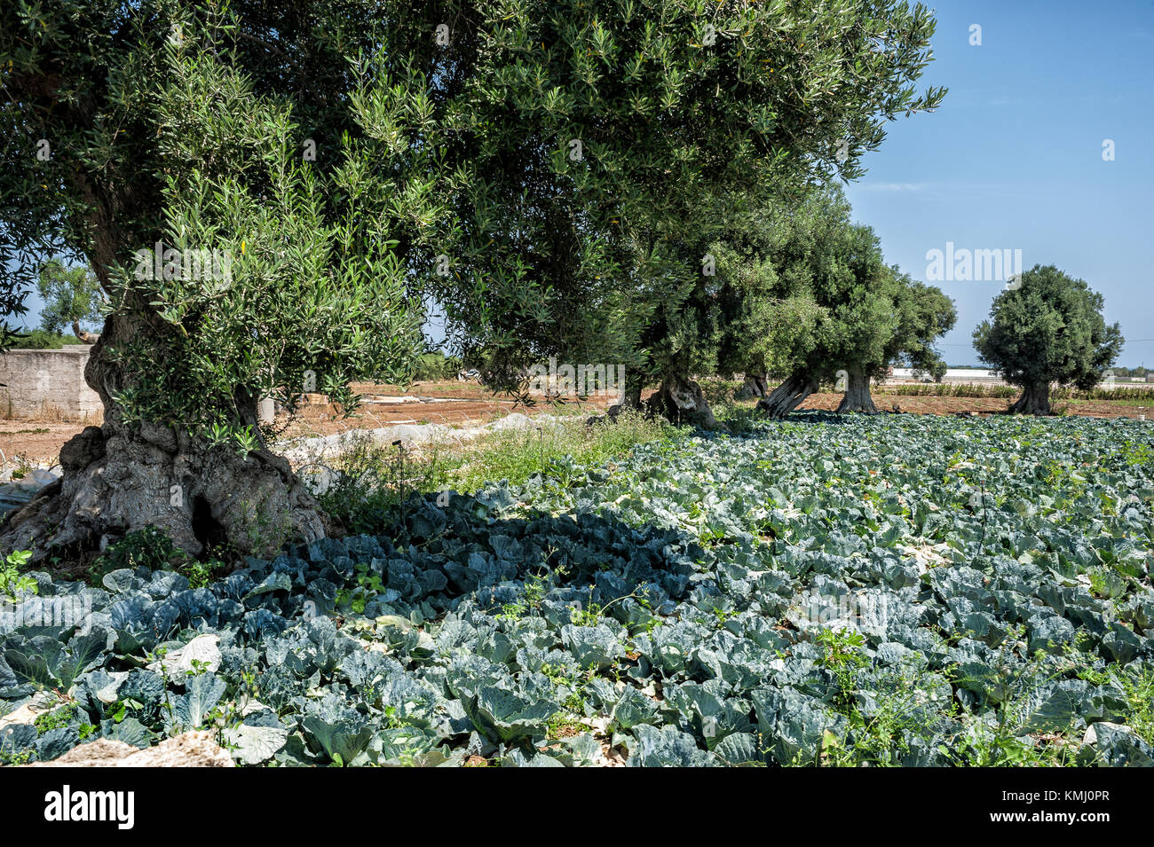 Olive tree landscape puglia italy hi-res stock photography and images ...