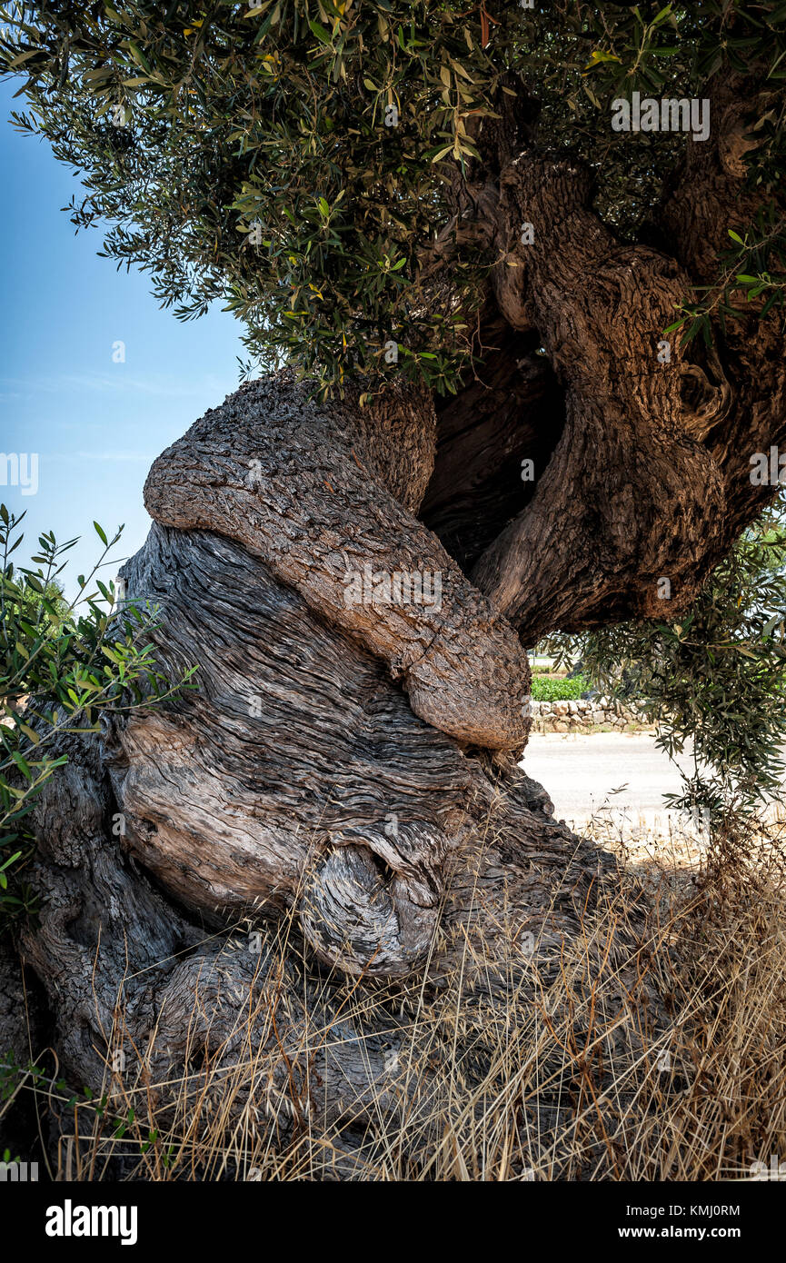 A hundred-year-old twisted Olive Tree, close up Stock Photo - Alamy