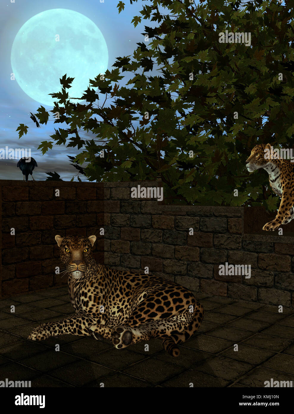 Leopards and crows under the full moon background Stock Photo - Alamy