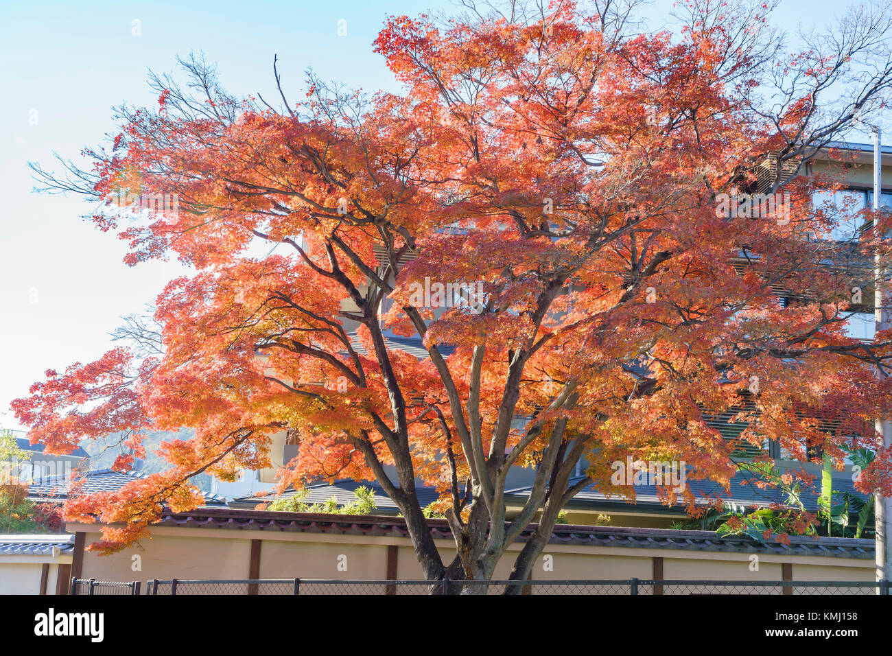 Big red maple tree near Arashiyama station, Kyoto, Japan Stock Photo ...