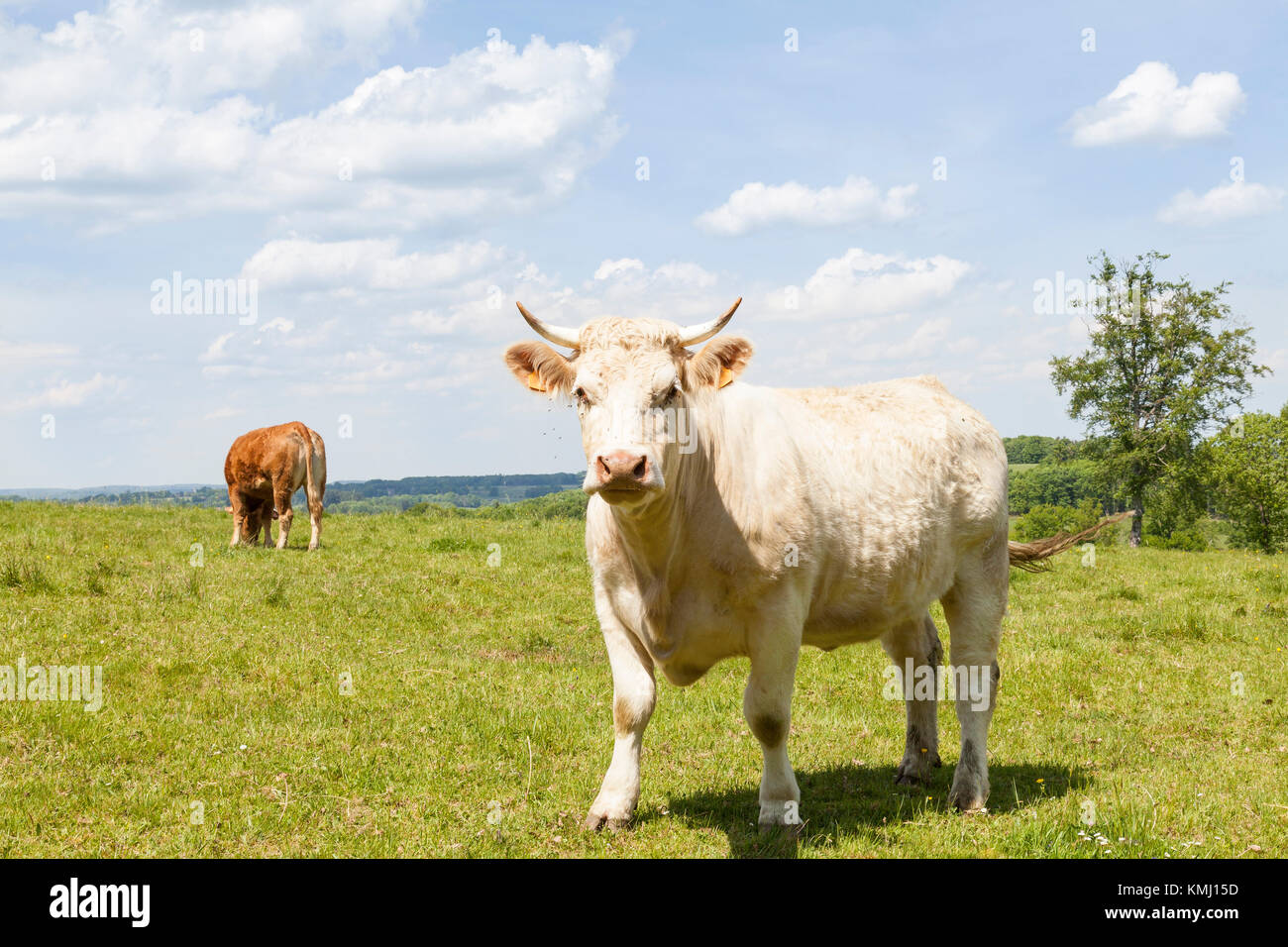 Charolais cattle and limousin cattle hi-res stock photography and ...