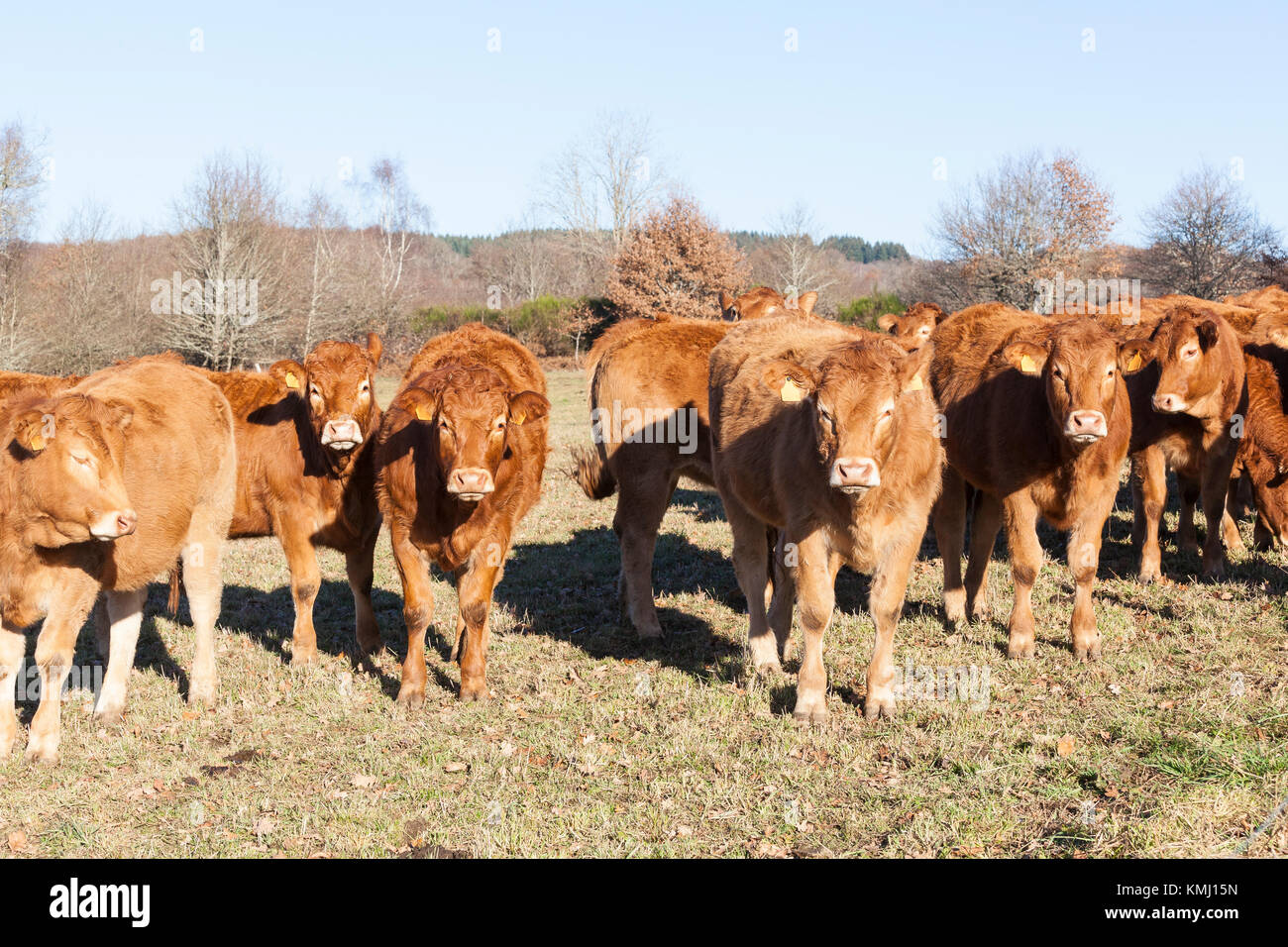 Limousin cows hi-res stock photography and images - Alamy
