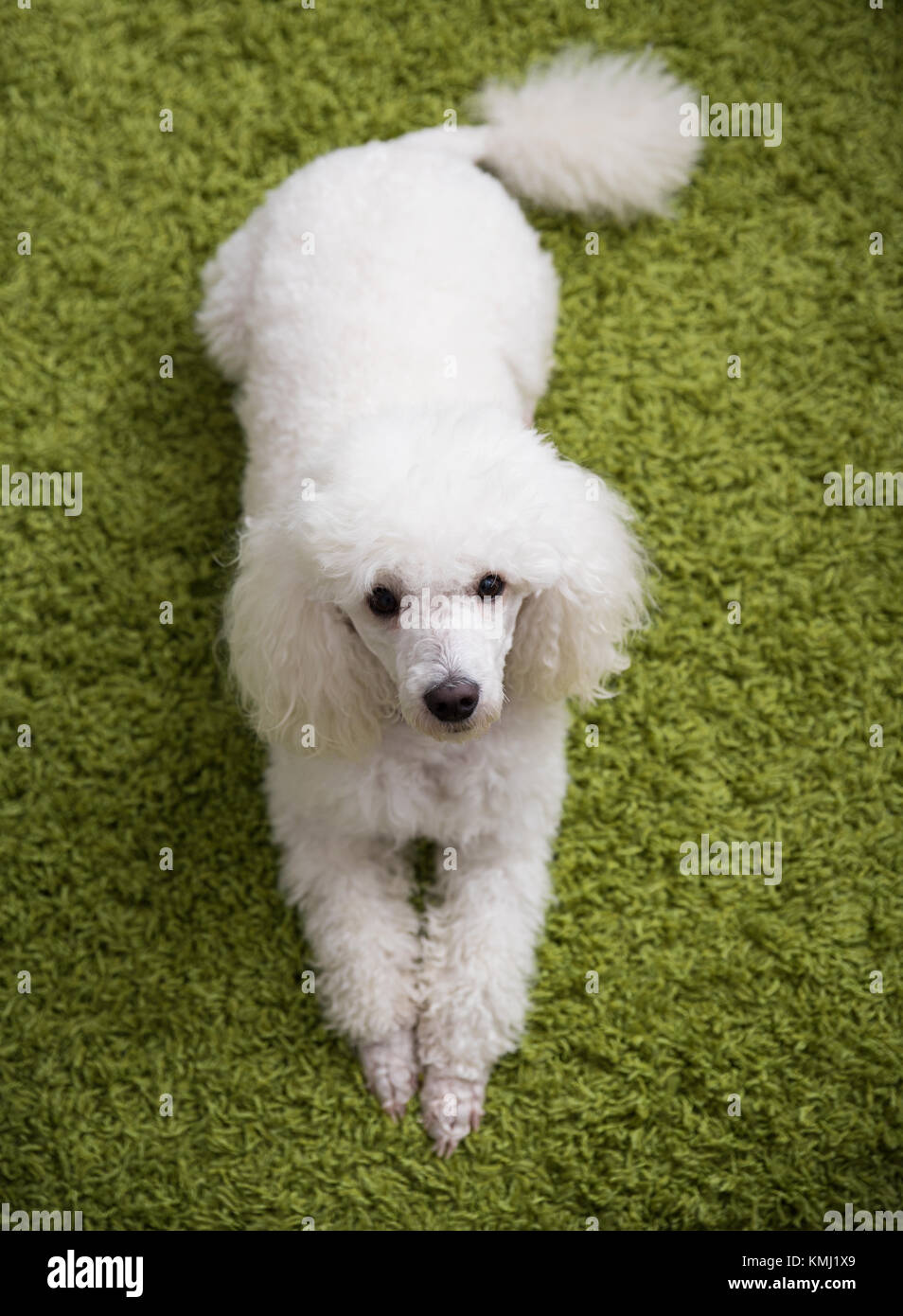 Garden dog puddle hi-res stock photography and images - Alamy
