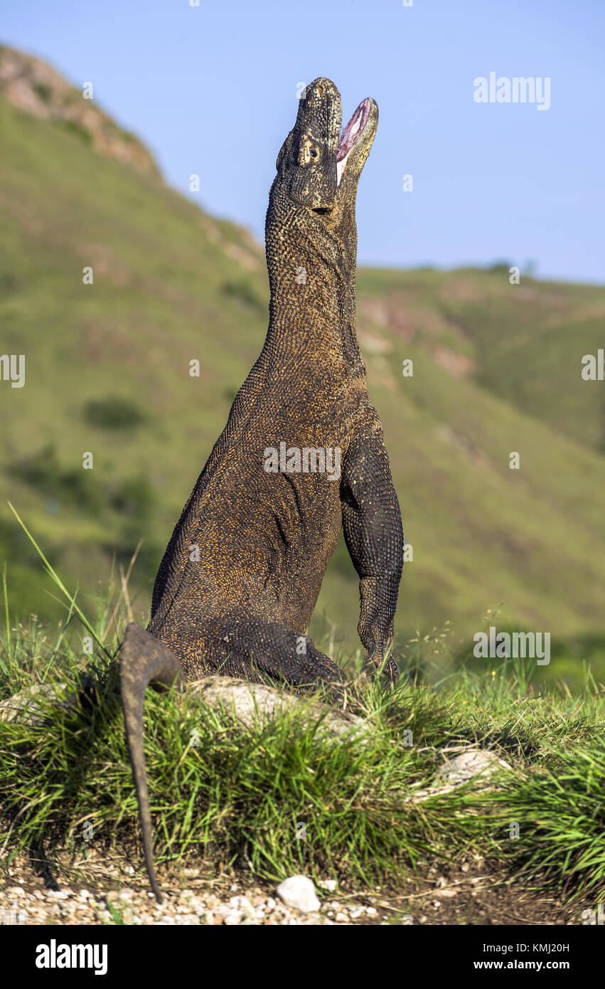 Komodo dragon stands on its hind legs and open mouth. The Komodo dragon ...