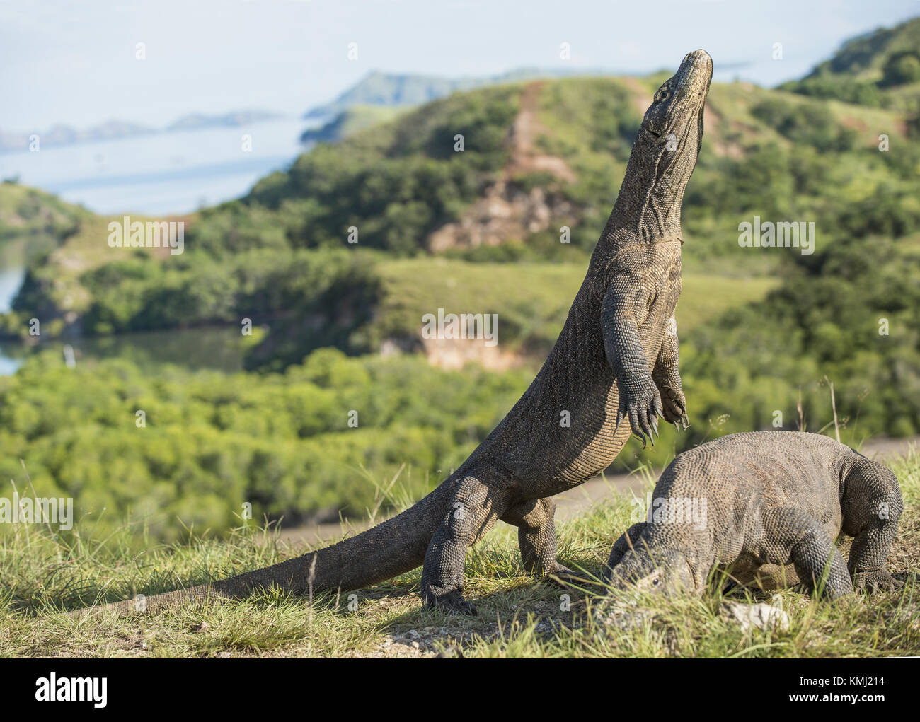 Komodo dragon stands on its hind legs and open mouth. The Komodo dragon ...
