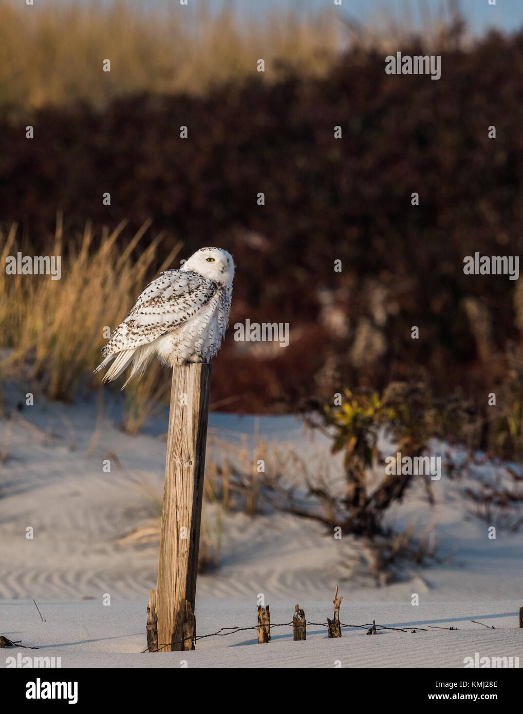 Snowy Owl on the Beach Stock Photo - Alamy