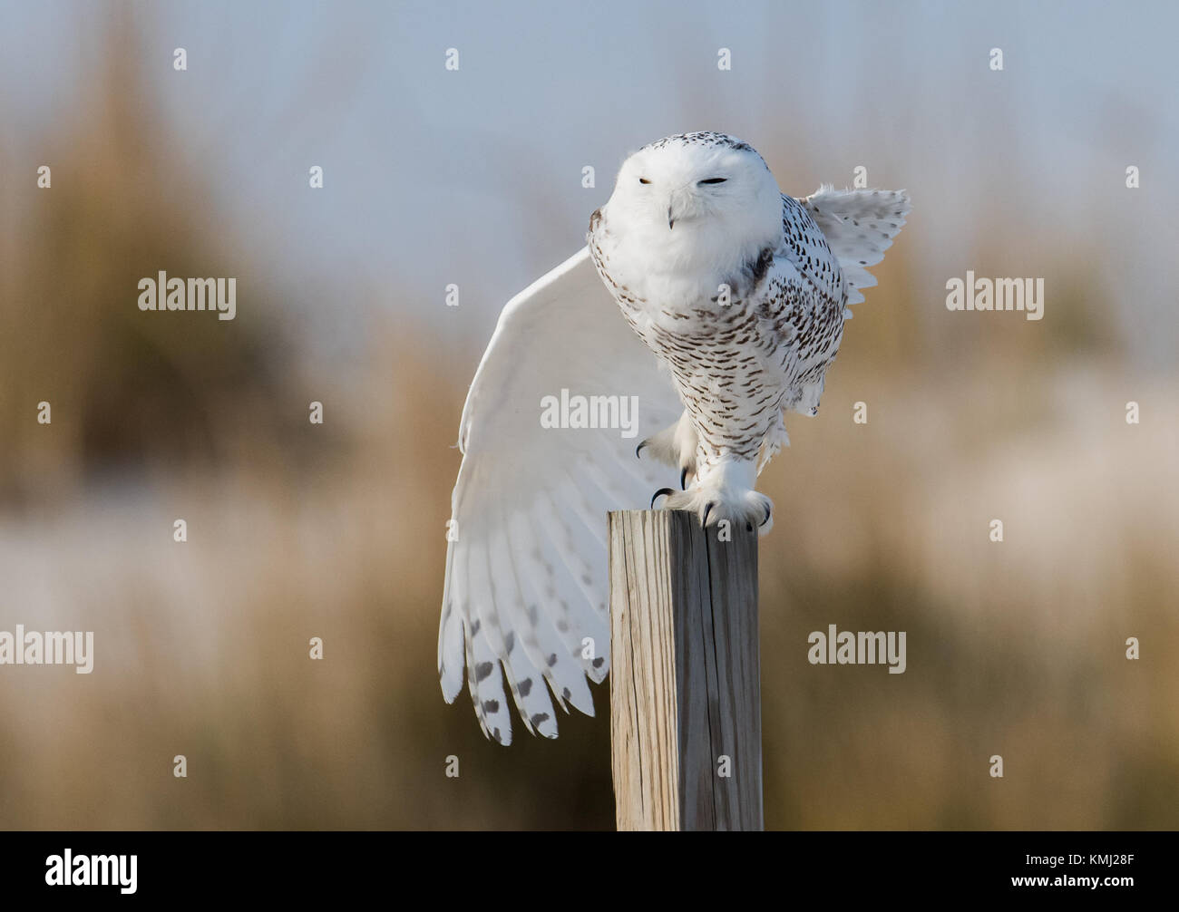 Snowy Owl on the Beach Stock Photo - Alamy