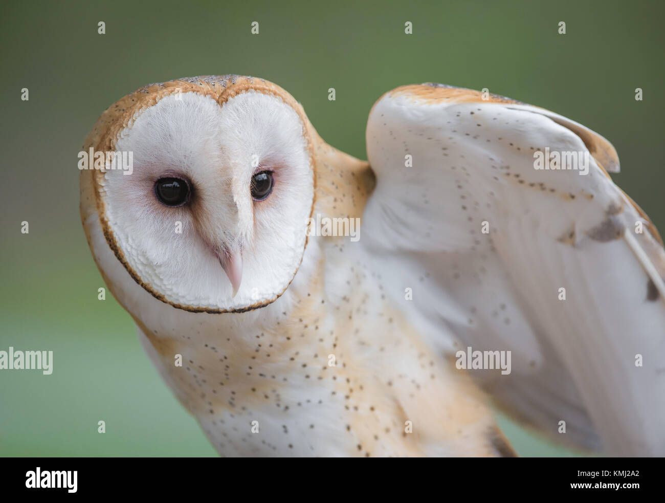 Barred barn owl hi-res stock photography and images - Alamy