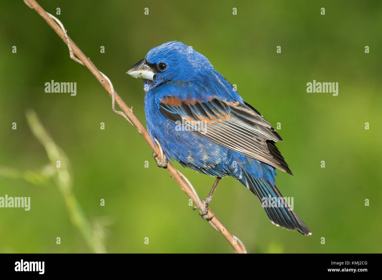 Grosbeak flying hi-res stock photography and images - Alamy