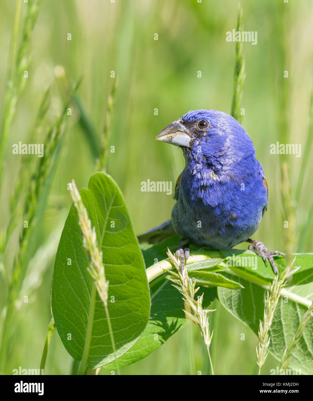 Blue grosbeak hi-res stock photography and images - Alamy