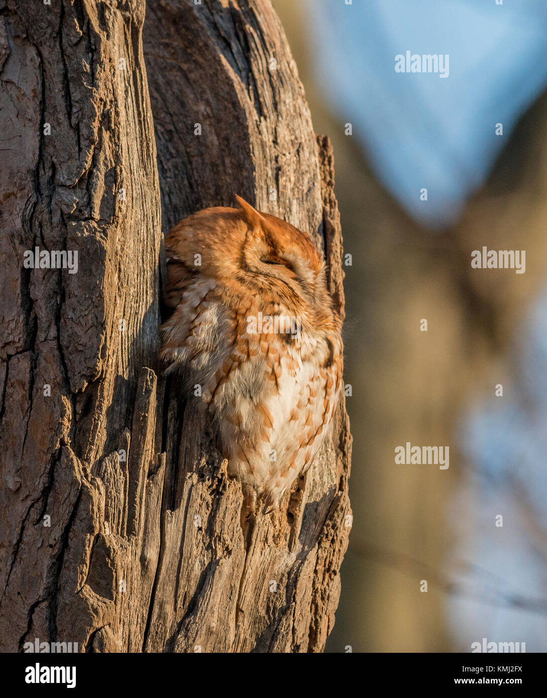 Eastern Screech Owl in a tree Stock Photo - Alamy